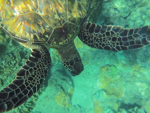 Sunday Turtles!! | wildwahinepaddler