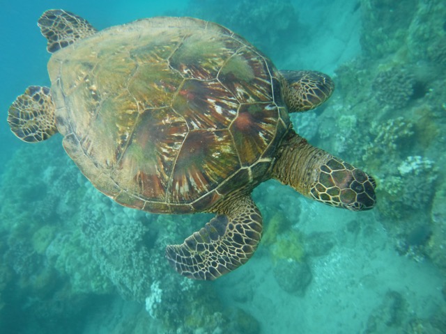 Ten Turtles!! | wildwahinepaddler